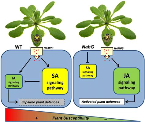 Working Model Illustrating Signaling Crosstalk Between Sa And Ja On