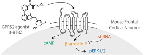 β Arrestin 2 Dependent Mechanism of GPR52 Signaling in Frontal Cortical Neurons ACS Chemical