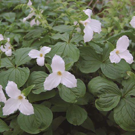 Trillium Grandiflorum Van Berkum Nursery