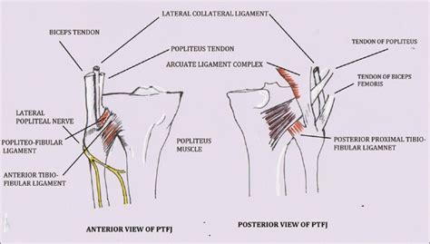 Proximal And Distal Tibiofibular Joint