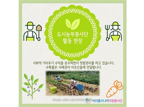 서초구립 중앙노인종합복지관 날씨가 매우 더워진 요즘 도시농부봉사단 텃밭활동은 꾸준히 진행되고