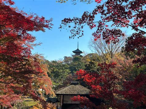 三溪園の紅葉情報2024 ウェザーニュース