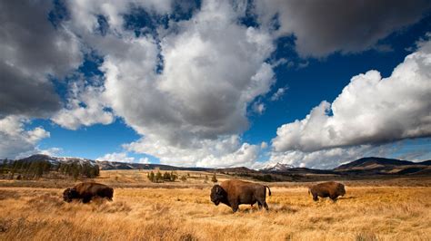 American Bison In Yellowstone National Park Wyoming Usa Bing