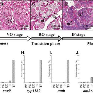 Amh And Amhr2 Expression Profiles During Bi Directional Sex Change Download Scientific Diagram