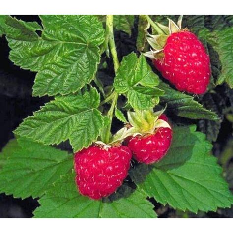 Raspberry Malling Promise Rubus Idaeus Malling Promise — Newlands Garden Centre