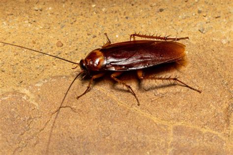 Giant Cockroach Pictures
