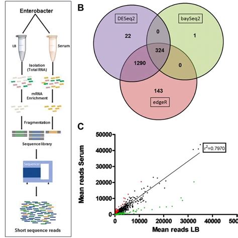 Pdf Enterobacter Bugandensis A Novel Enterobacterial Species