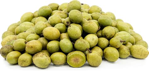 Java Plums Information And Facts