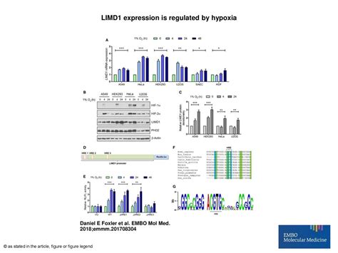Limd1 Expression Is Regulated By Hypoxia Ppt Download