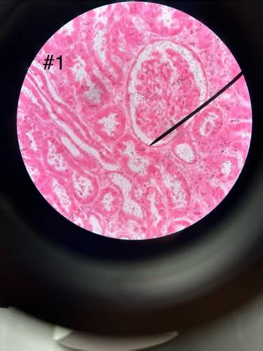 Tissue Slides Flashcards Quizlet