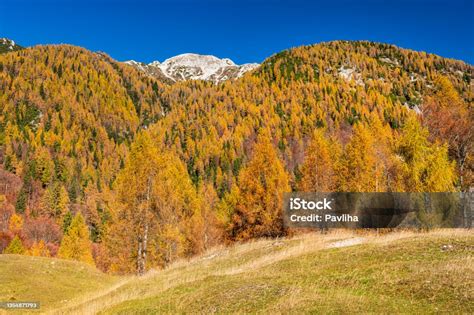 셀라 솜도냐 가을 낙엽송 줄리안 알프스 이탈리아 유럽 몽 조프 디 미에제그노 의 전경 0명에 대한 스톡 사진 및 기타 이미지 Istock