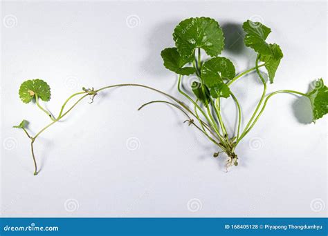 Modified Stem And Root For Education In Laboratory Stock Photo Image Of Climber Experiment