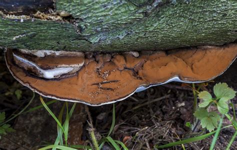 Shelf Fungus Ganoderma Australe Directree