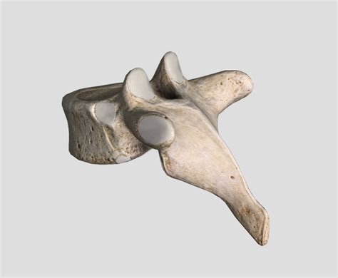 T5 Features Limited Diagram Quizlet