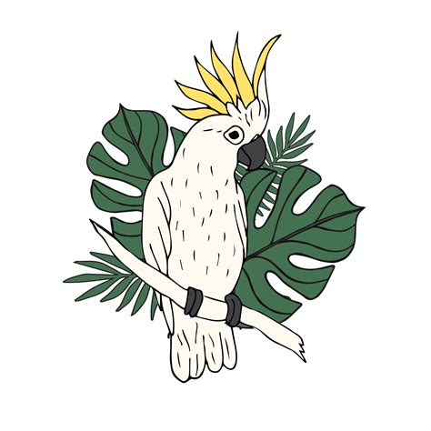 Vector Hand Drawn Doodle Sketch Colored Cockatoo 42164825 Vector Art At