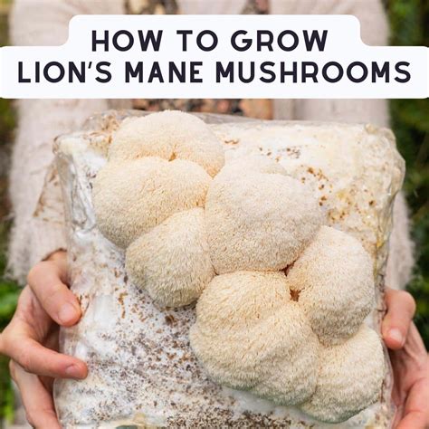The Enigmatic Wrinkled Peach Identification Guide Mushroom Appreciation