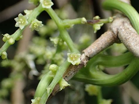 How To Grow Dioscorea Bulbifera Earthone