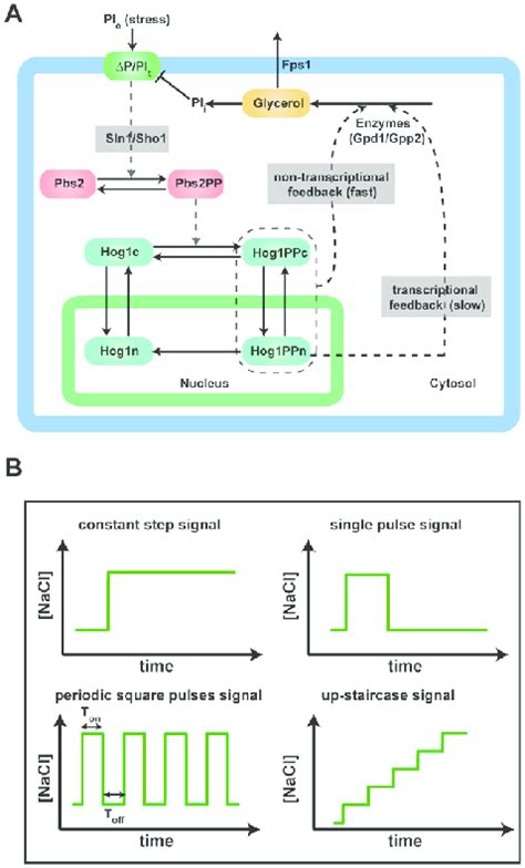 Model Scheme For Osmosensing Network And The Osmotic Stress Signals Download Scientific