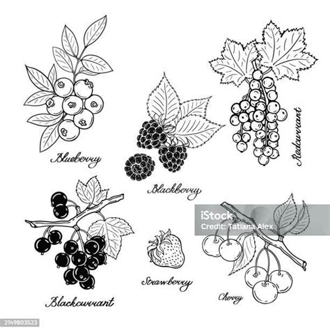 체리 건포도 블루 베리 블랙 베리 및 딸기 흑백 베리 세트입니다 손으로 그린 평면 이미지입니다 벡터 일러스트 레이 션 일러스트레이션에 대한 스톡 벡터 아트 및 기타 이미지