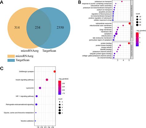 Bioinformatics Prediction And Experimental Verification Of A Novel Microrna For Myocardial