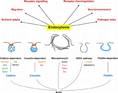 Distinct Endocytic Internalization Pathways Discussed At The