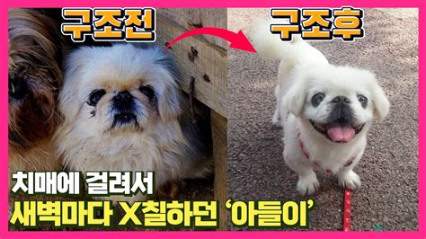 치매에 걸려 새벽마다 이곳저곳에 X칠하던 페키니즈 유기견 개감동스토리 Youtube