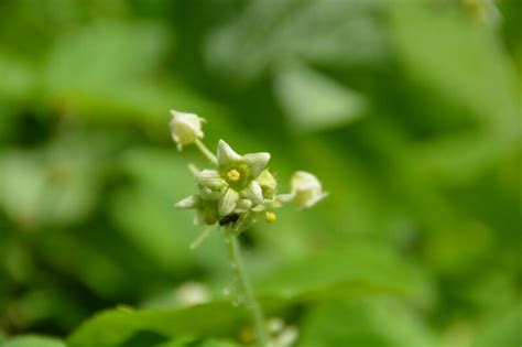 土手などで育つ特定外来生物のアレチウリの白い花とトゲのある実