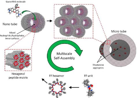 Self Assembled Peptide Based Nanostructures Smart Nanomaterials Toward Targeted Drug Delivery Pmc