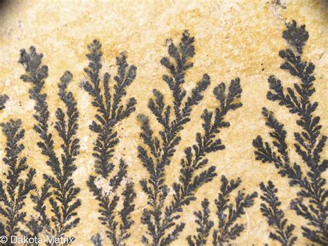 Pyrolusite Mineral Specimen For Sale