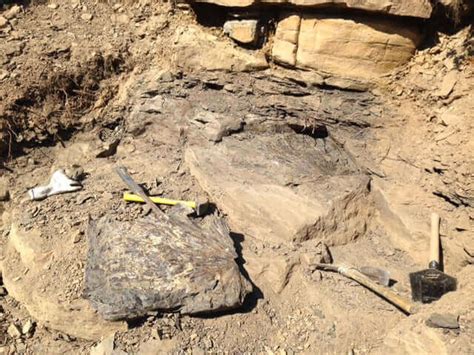 Rare Palm Tree Fossil Alpine Boulder Company