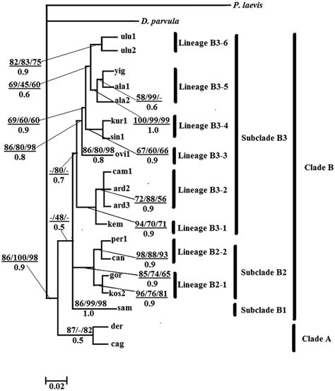 Bayesian Tree Of A 451 Bp Sequence Of Cytb For D Bithynica And D