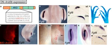 PDF Apical Ectodermal Ridge Morphogenesis In Limb Development Is Controlled By Arid B Mediated