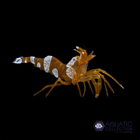 Sexy Shrimp Aquatic Collection Aquarium
