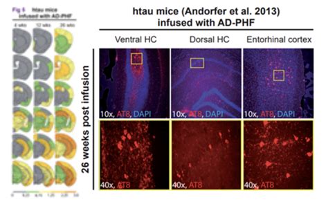 Tau Seeding Mouse Models Neurology Cro Innoser