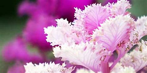 十大最健康的食物 9 英语趣配音