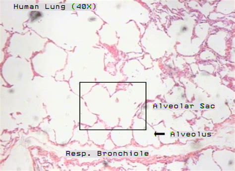 Alveolar Sac And Alveoli Histology Flashcards Quizlet