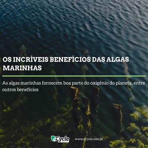 Algas Marinhas Incríveis Benefícios E Tipos Ecycle Algas Algas