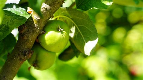 What Is The White Sticky Stuff On My Apple Tree About Tree