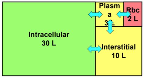 Control Volume And Composition Of The Ecf Flashcards Quizlet