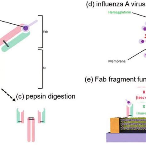 Antibodies Demonstrate Specific Binding To A Particular Antigen With Download Scientific