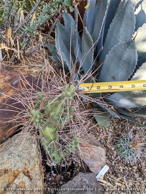 Look At The Spines On These Cacti