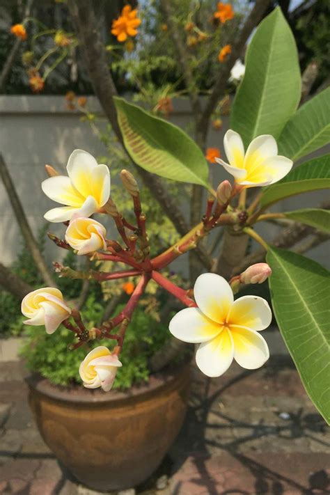 Tips For Growing Plumeria Indoors Gardeners Path