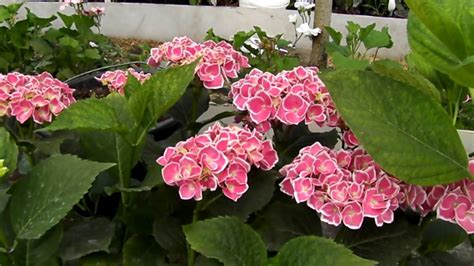 чем подкормить гортензии Youtube