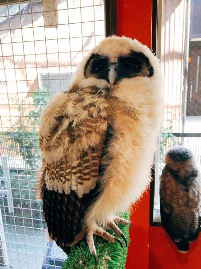フクロウの赤ちゃんが可愛い悶絶必至のわたわた雛画像集 フクロウの赤ちゃん ペットの鳥 フクロウ