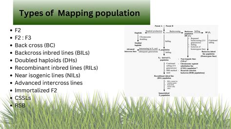 Mapping Population Pdf