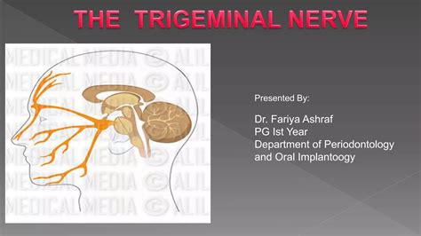 Trigeminal Nerve Ppt Pptx Brain And Nervous System Disorders