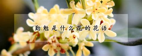 清纯的初恋是什么花的花语 发财农业网