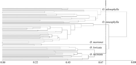 Phenogram Of Unweighted Pair Group Method Upgma Derived From Average