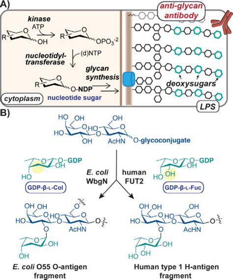 Defined Glycan Ligands For Detecting Rare L Sugar Binding Proteins Pmc