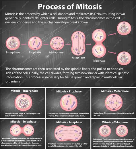 Proceso De Las Fases De La Mitosis Con Explicaciones Vector Gratis